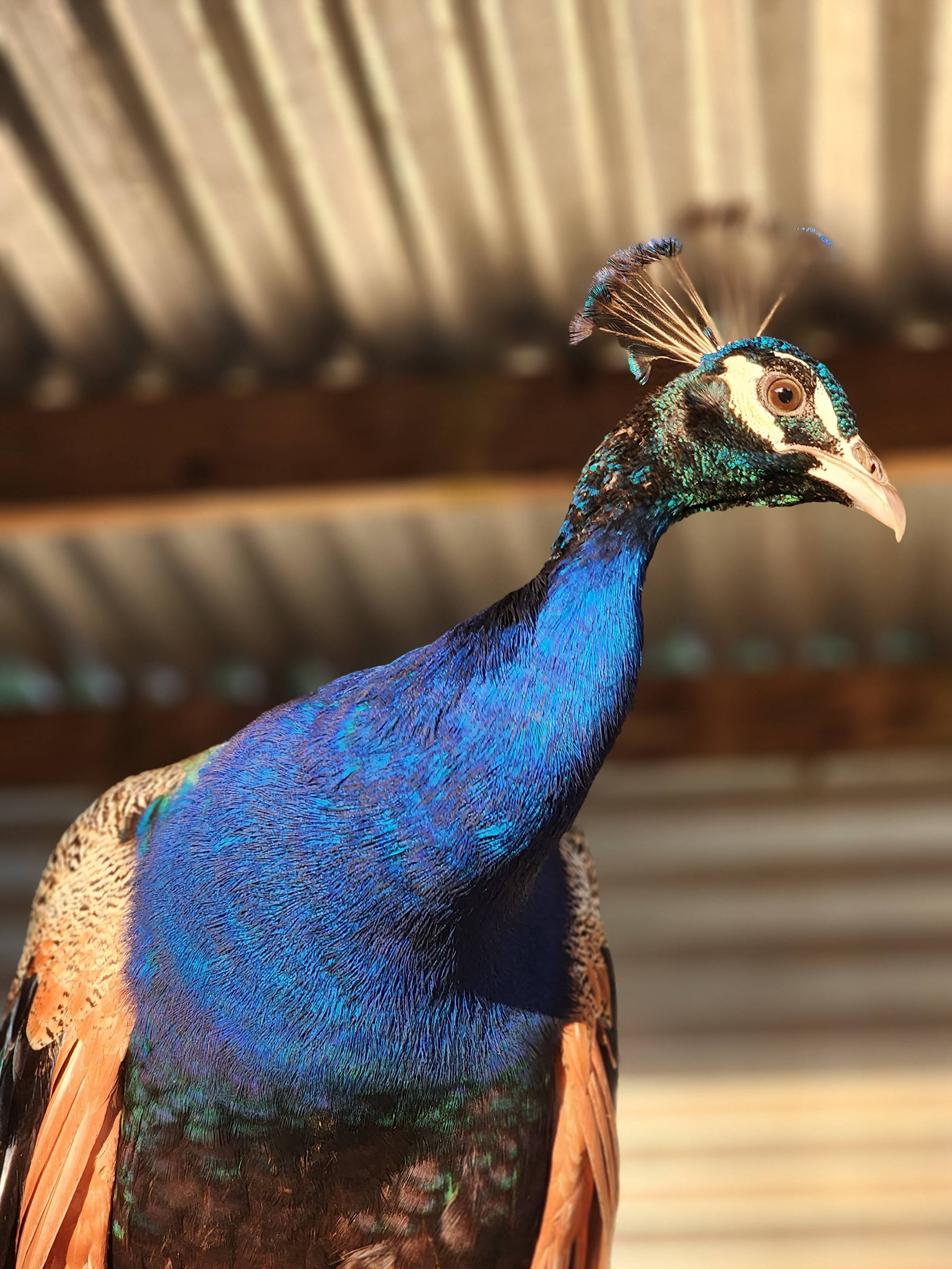 The Wild Reserve | The Boyd Family Farm