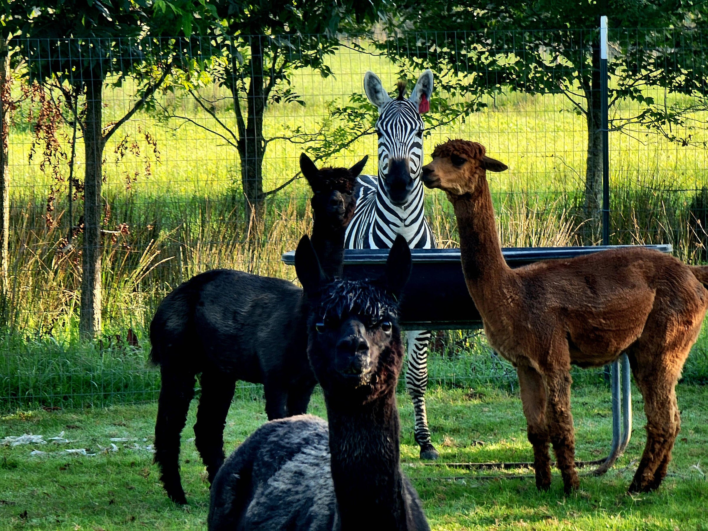 The Wild Reserve | The Boyd Family Farm